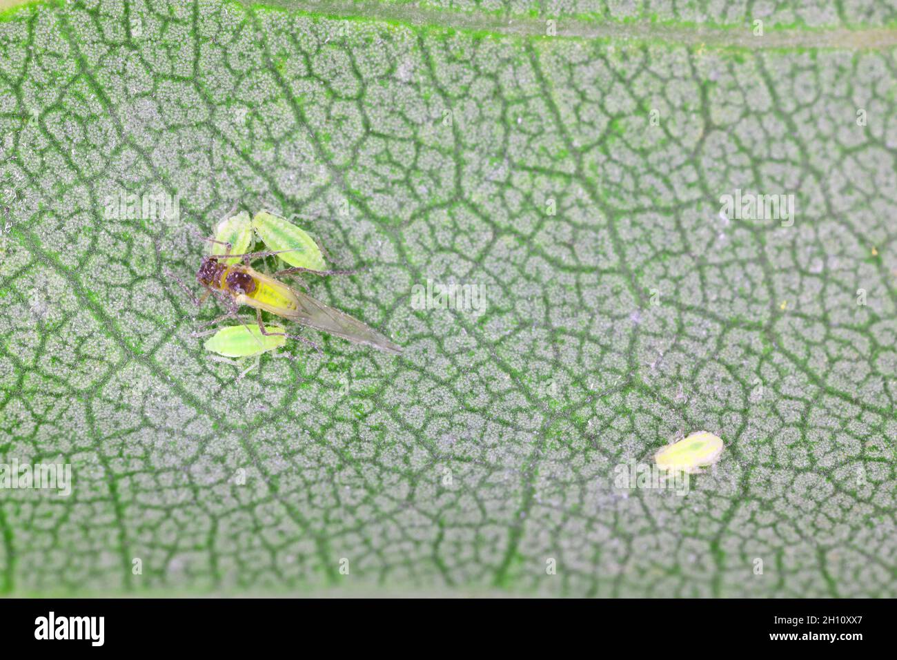 Colony of the mealy plum aphids, Hyalopterus pruni, pest of Prunus ...