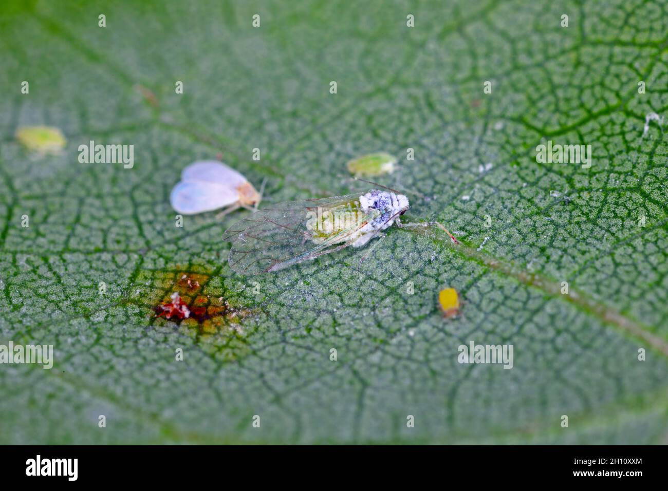 Mealy worm hi-res stock photography and images - Alamy