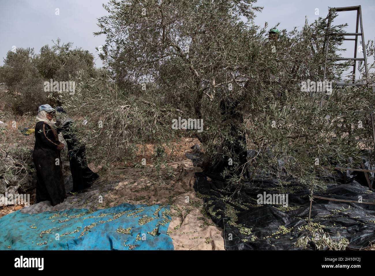 Palestinians collect olives in an olive grove situated along Highway 5 ...