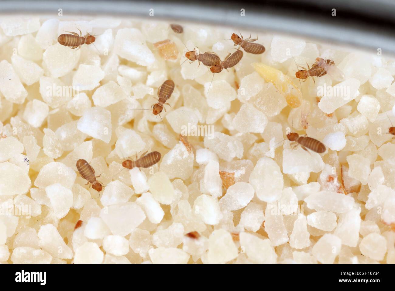 Psocids of the genus Liposcelis - Psocoptera - booklice, barklice or ...