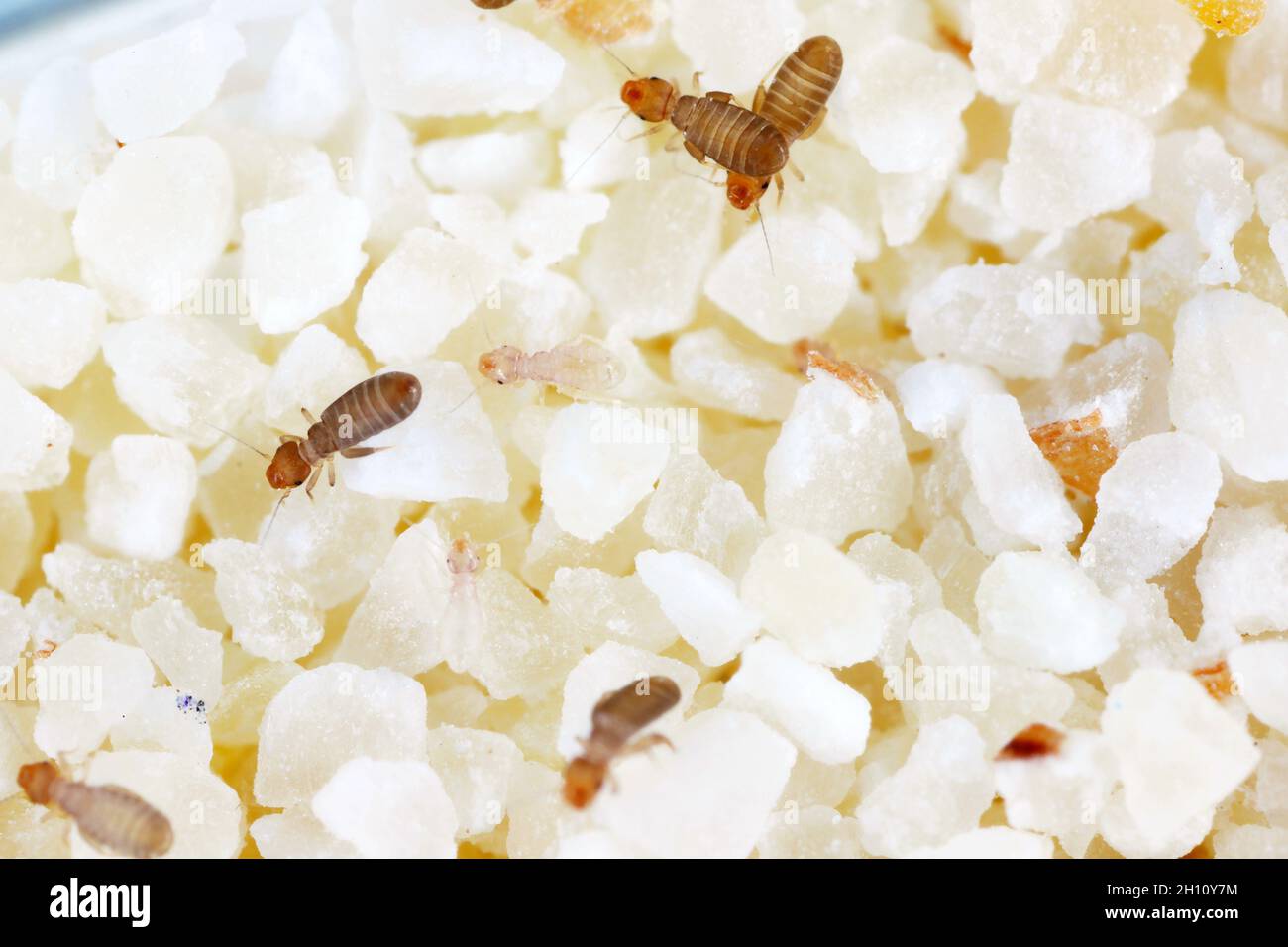 Psocids of the genus Liposcelis - Psocoptera - booklice, barklice or ...