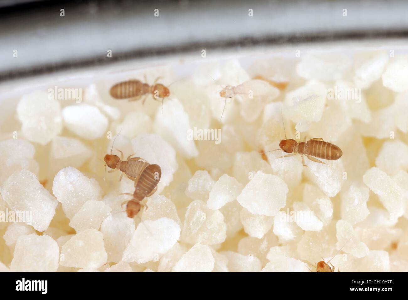 Psocids of the genus Liposcelis - Psocoptera - booklice, barklice or ...