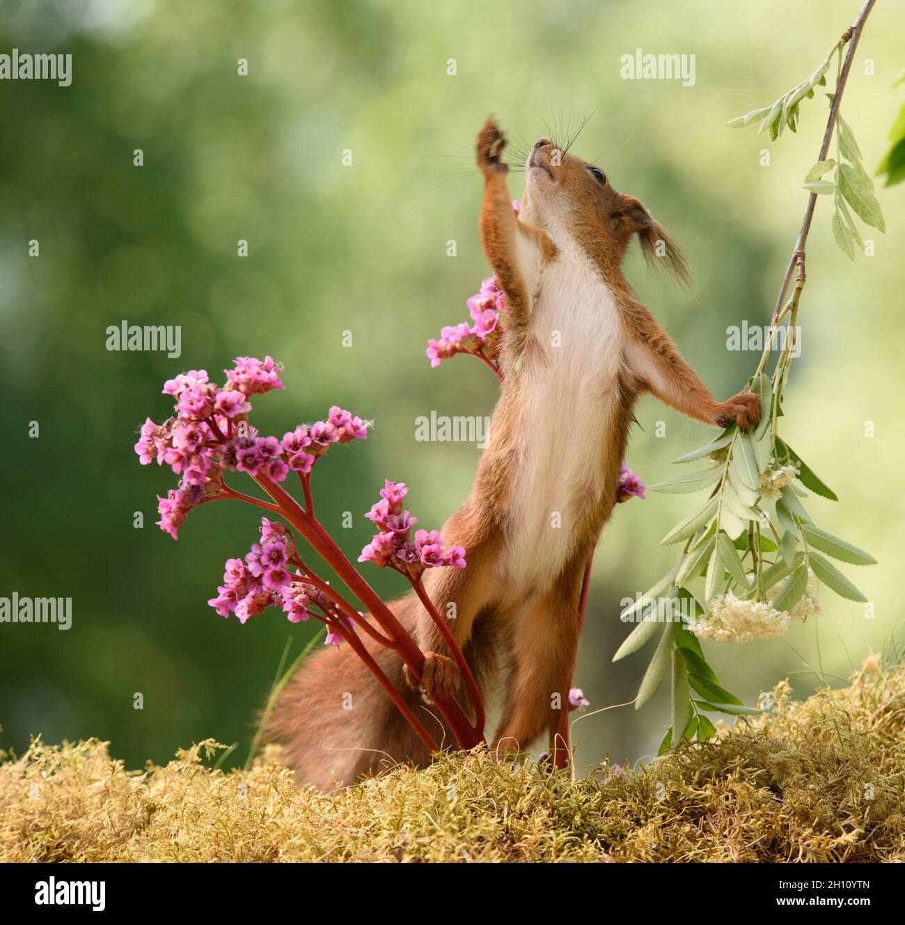red squirrel is reaching up holding a branch with leaves Stock Photo ...