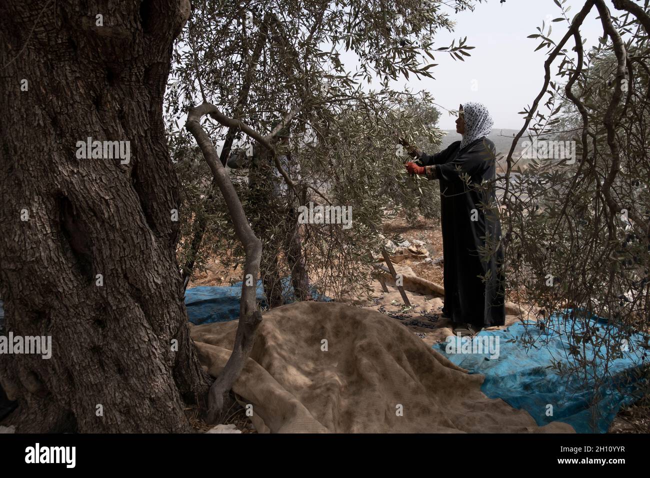 Palestinians collect olives in an olive grove situated along Highway 5 ...