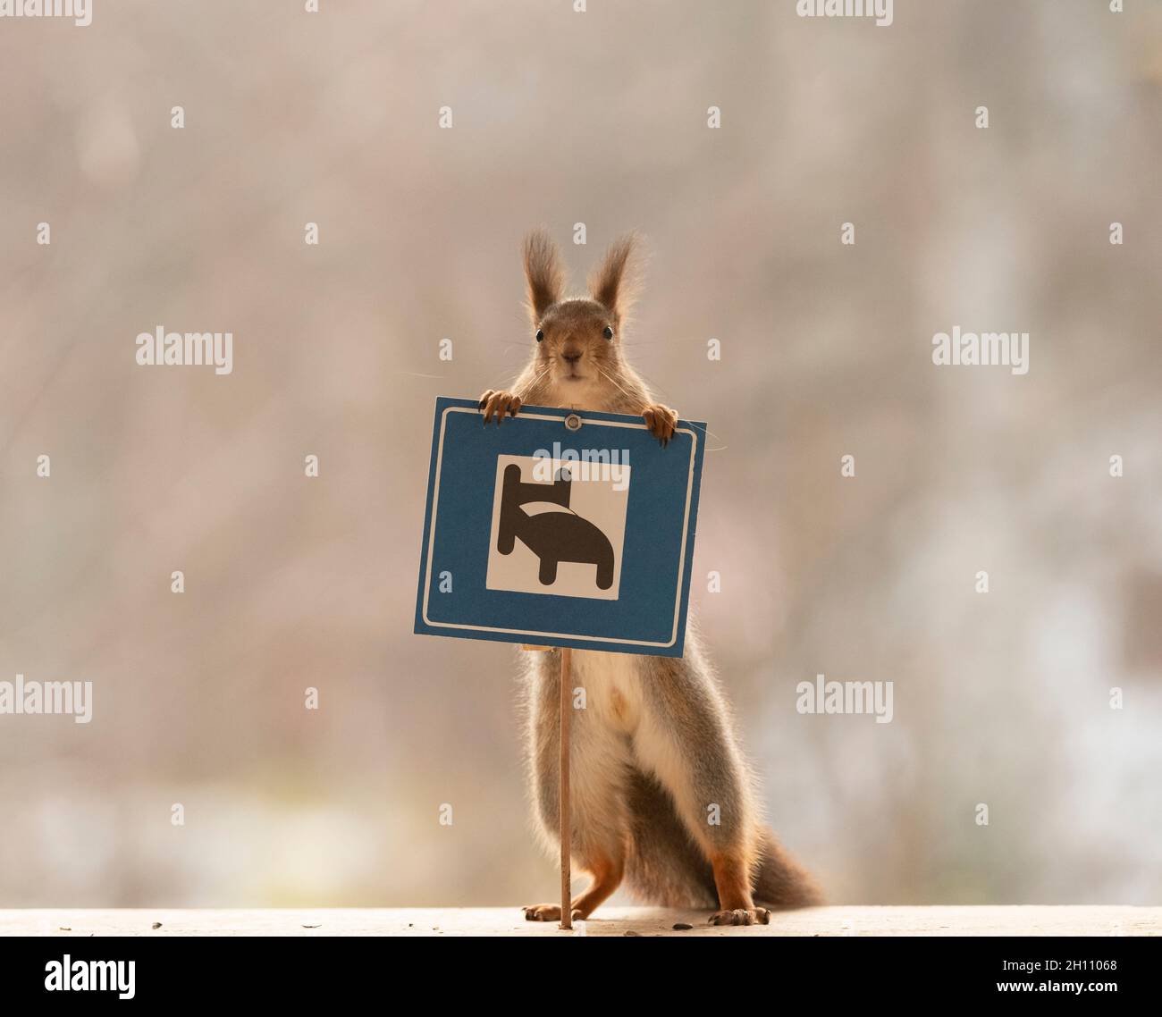 red squirrel is standing behind a blue hotel sign Stock Photo - Alamy