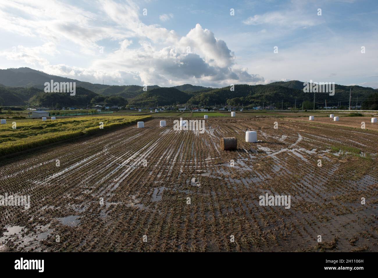Wet agricultural field with bales after harvest on the background of ...