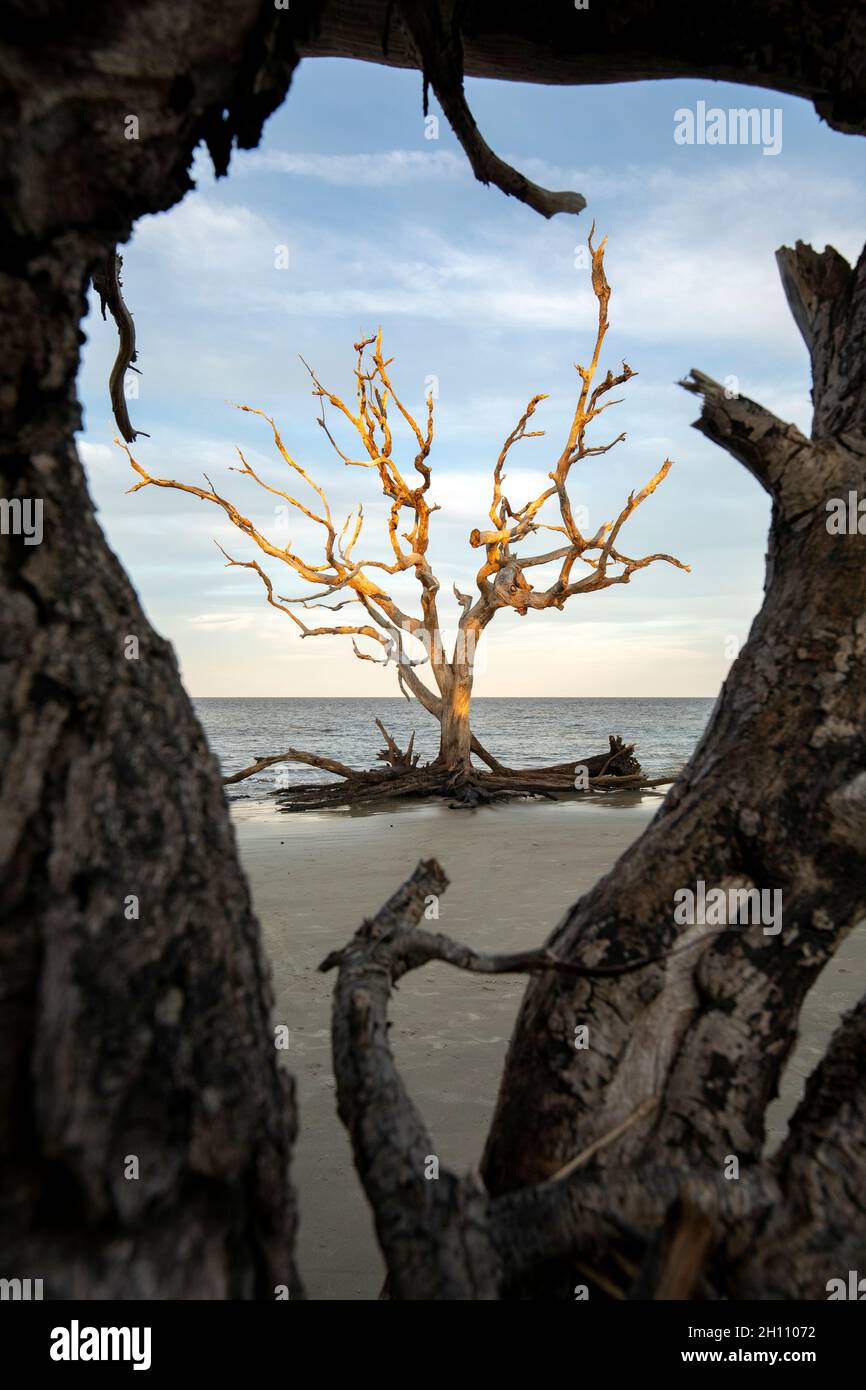 Gnarled trees on Driftwood Beach - Jekyll Island, Georgia, USA Stock ...