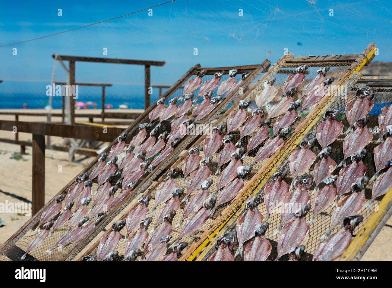 Fish drying outdoor in the traditional way Stock Photo - Alamy