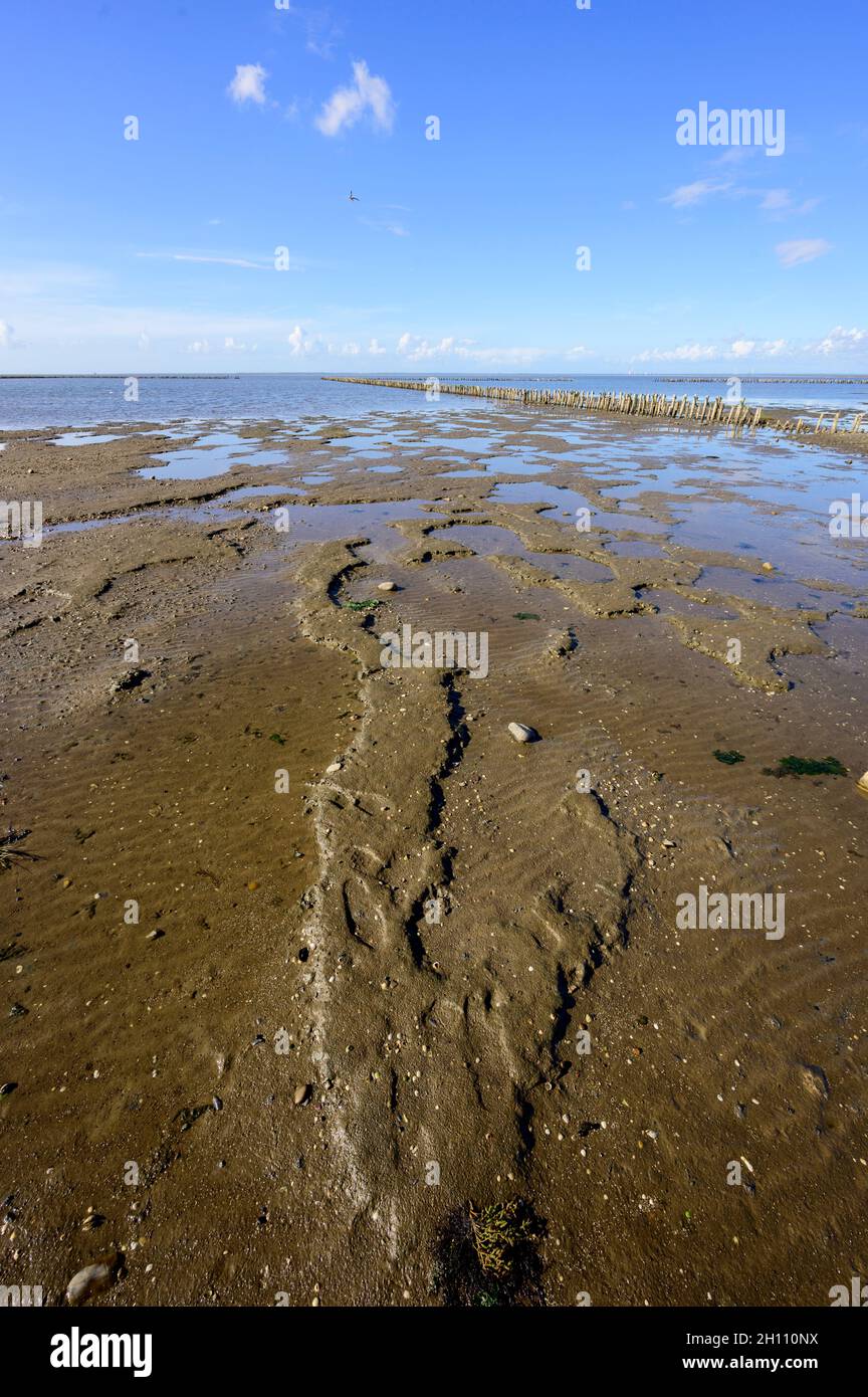 Muddy shoreline of the salt marshes during low tide along a road ...