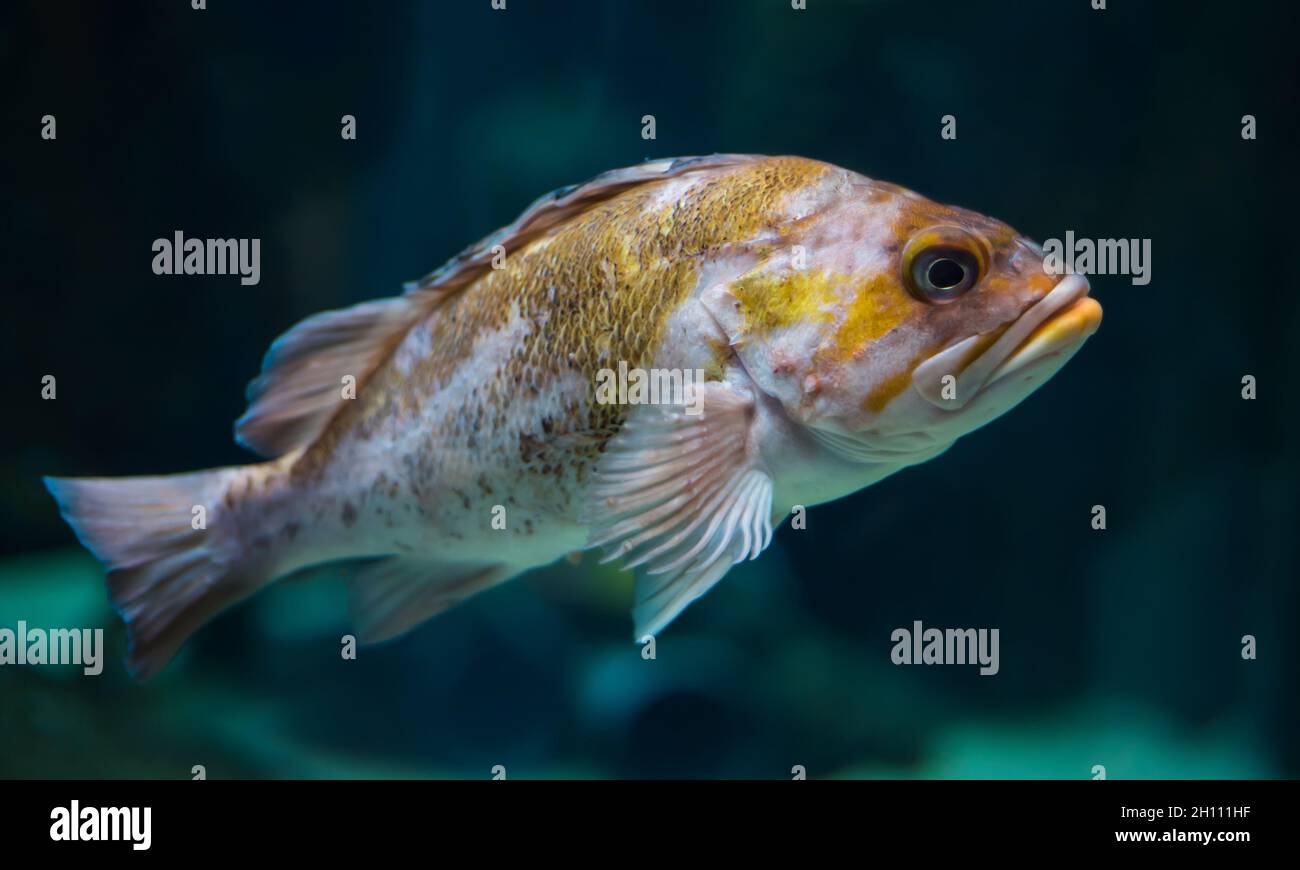 Pacific rockfish hi-res stock photography and images - Alamy