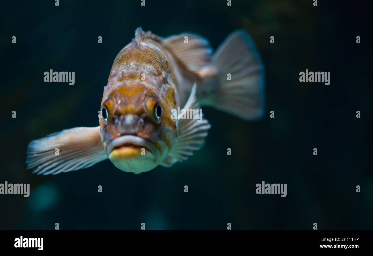 Canary rockfish in aquarium hi-res stock photography and images - Alamy