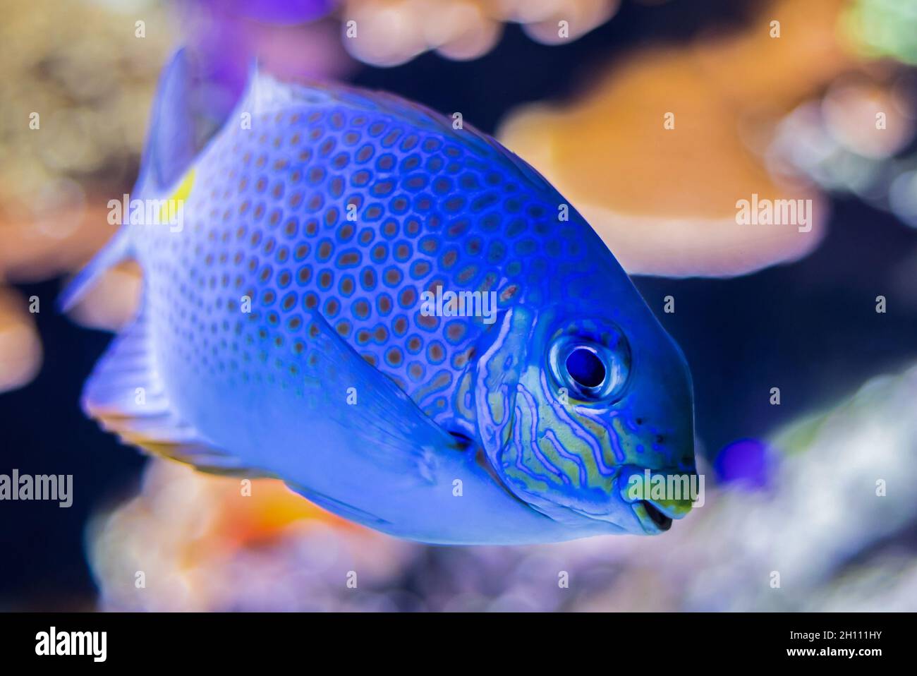 Goldlined spinefoot hi-res stock photography and images - Alamy