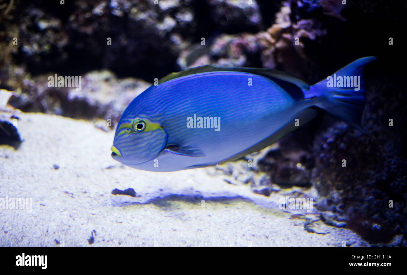 Shoal of surgeonfish hi-res stock photography and images - Alamy