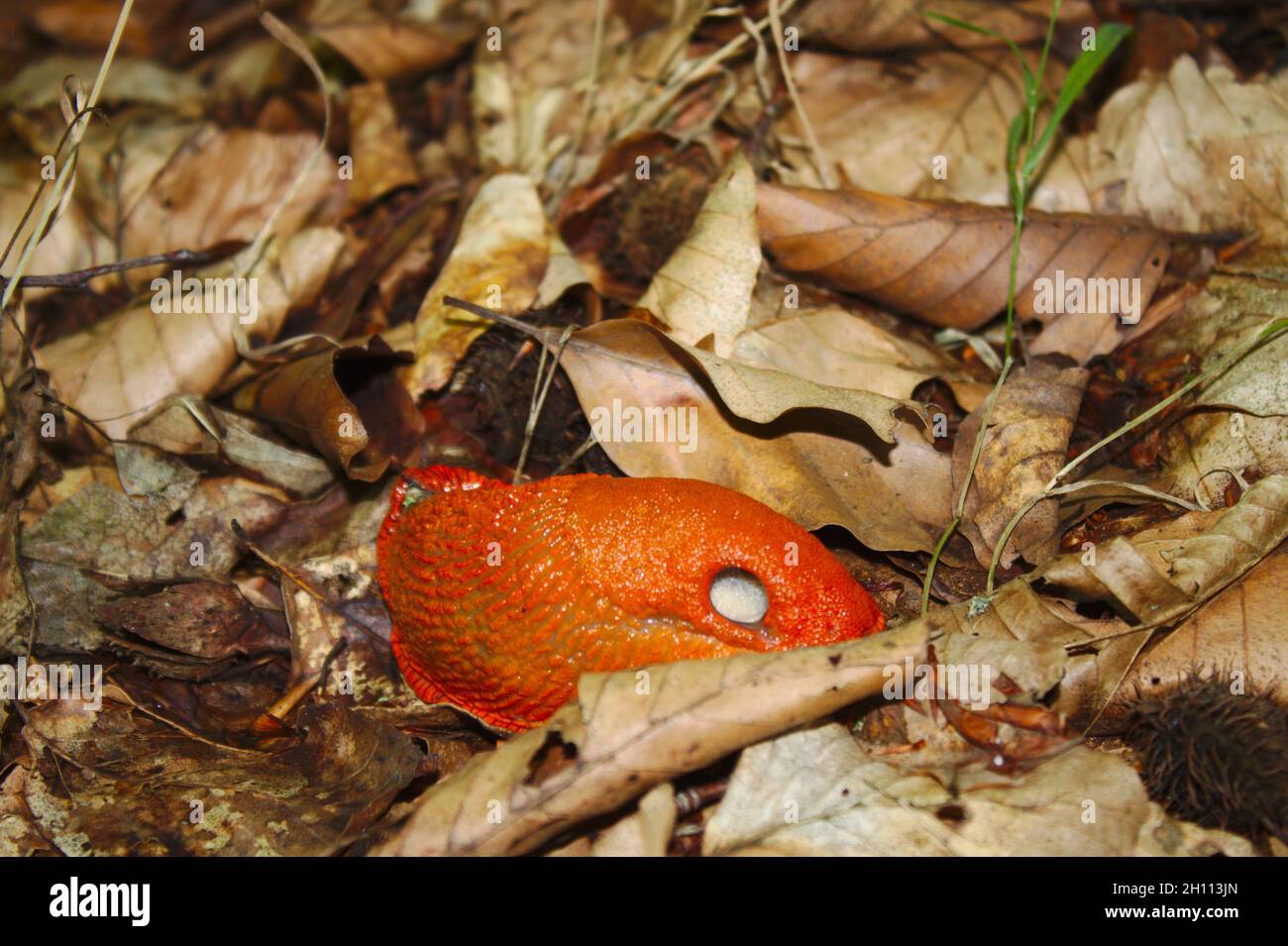 Red snail hi-res stock photography and images - Alamy