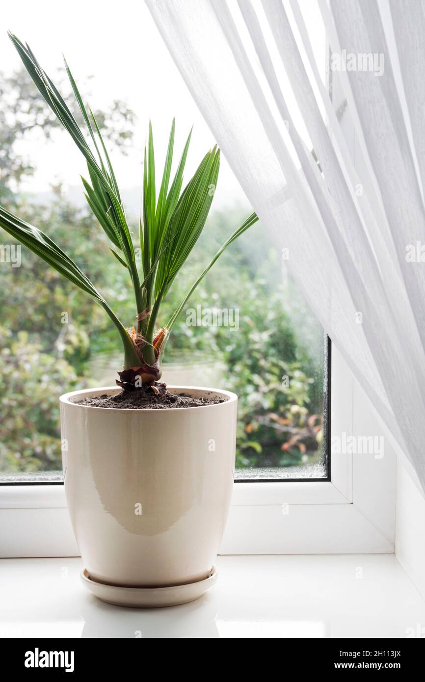 Potted young date palm plant on the windowsill in the room Stock Photo ...