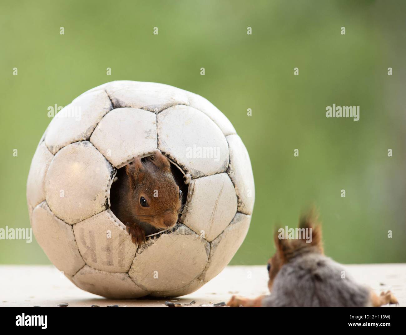 red squirrel is sitting in a football Stock Photo - Alamy
