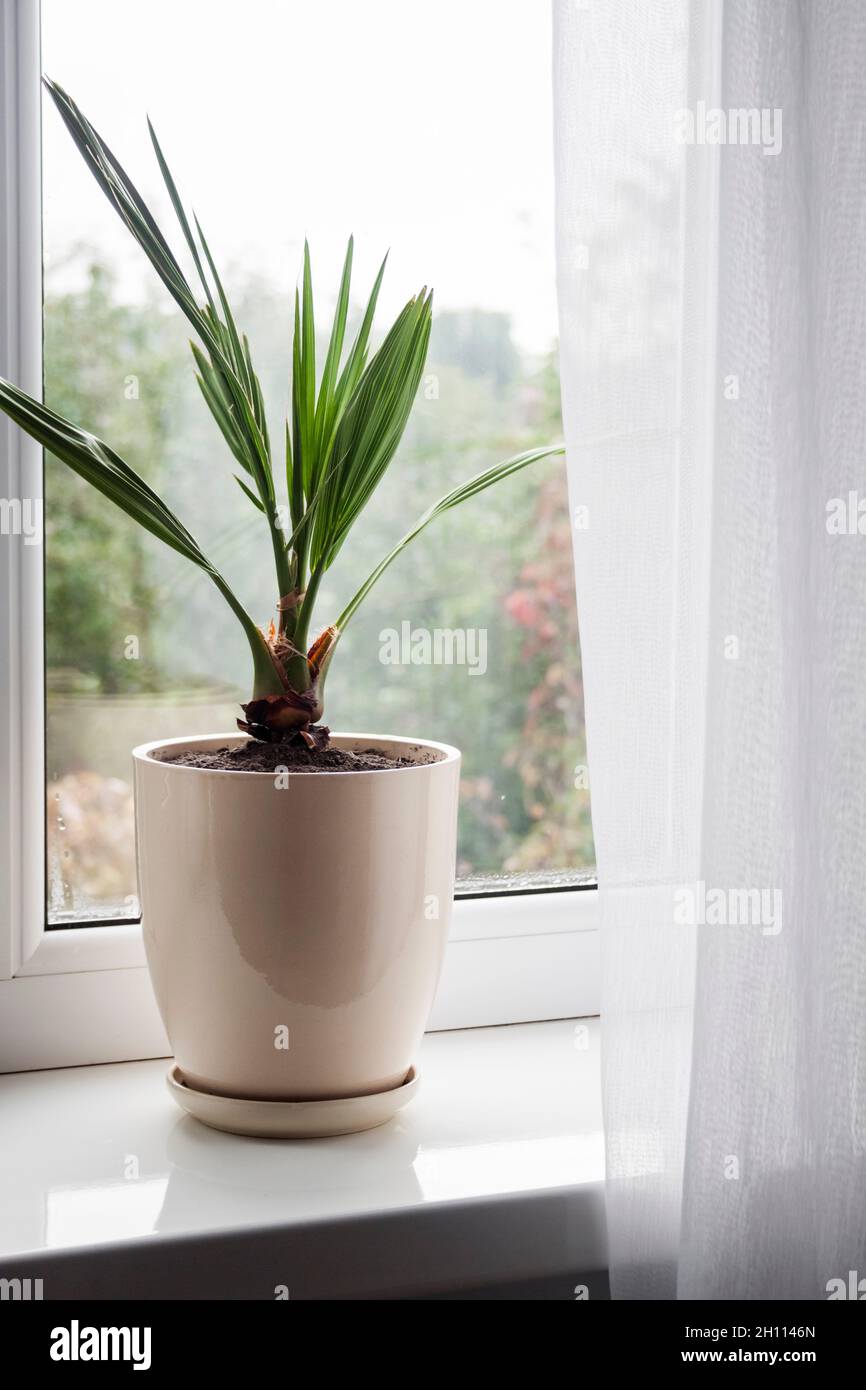 Potted young date palm plant on the windowsill in the room Stock Photo ...