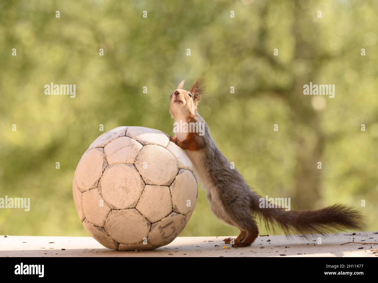 red squirrel is pushing a football Stock Photo - Alamy