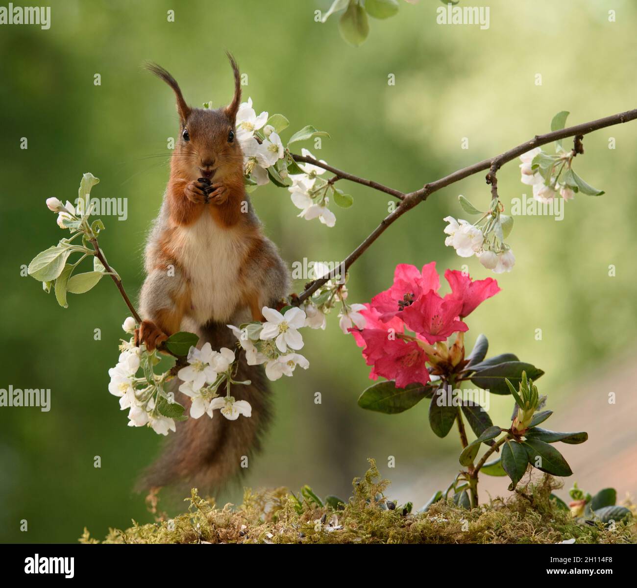 red squirrel is looking at viewer from an apple flower branch Stock ...