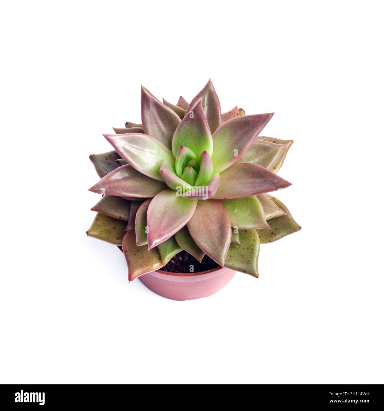 Echeveria Red Taurus plant closeup isolated on white background ...