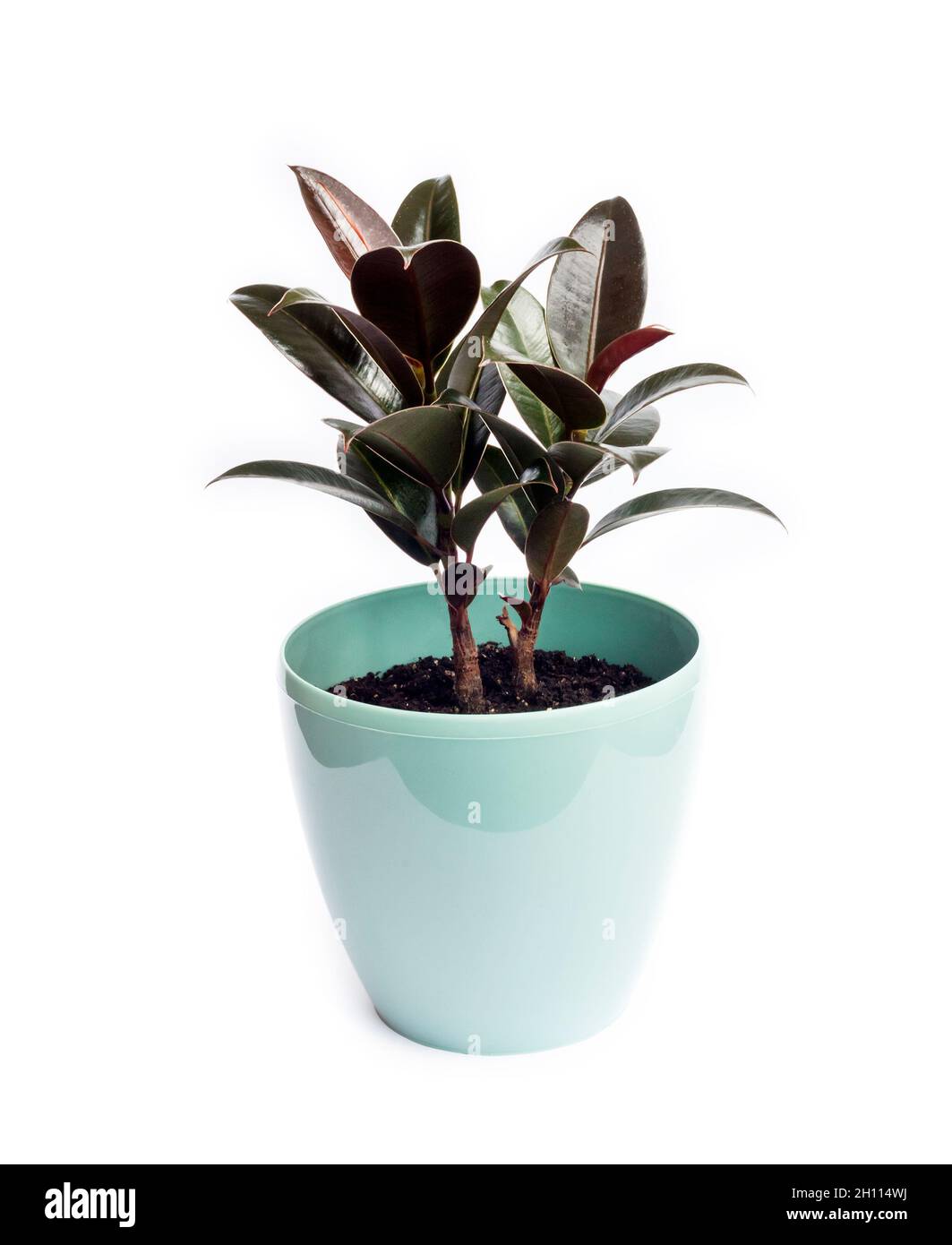 Young Rubber plant (Ficus elastica Melany) in turquoise flower pot ...