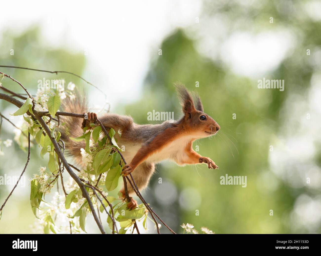Animal reaching out tree hi-res stock photography and images - Alamy