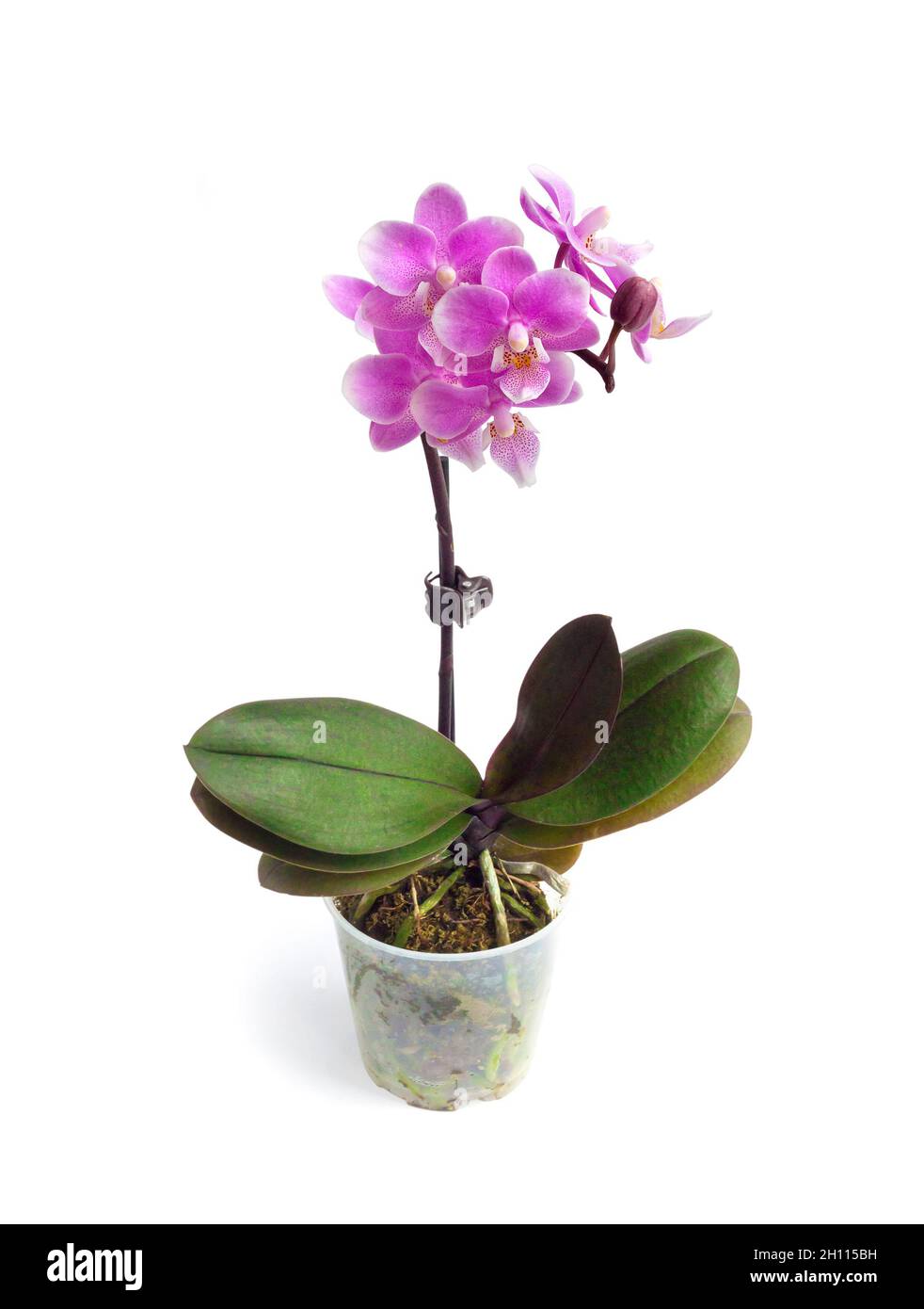Miniature Moth Orchid (Phalaenopsis) flower on white background Stock ...