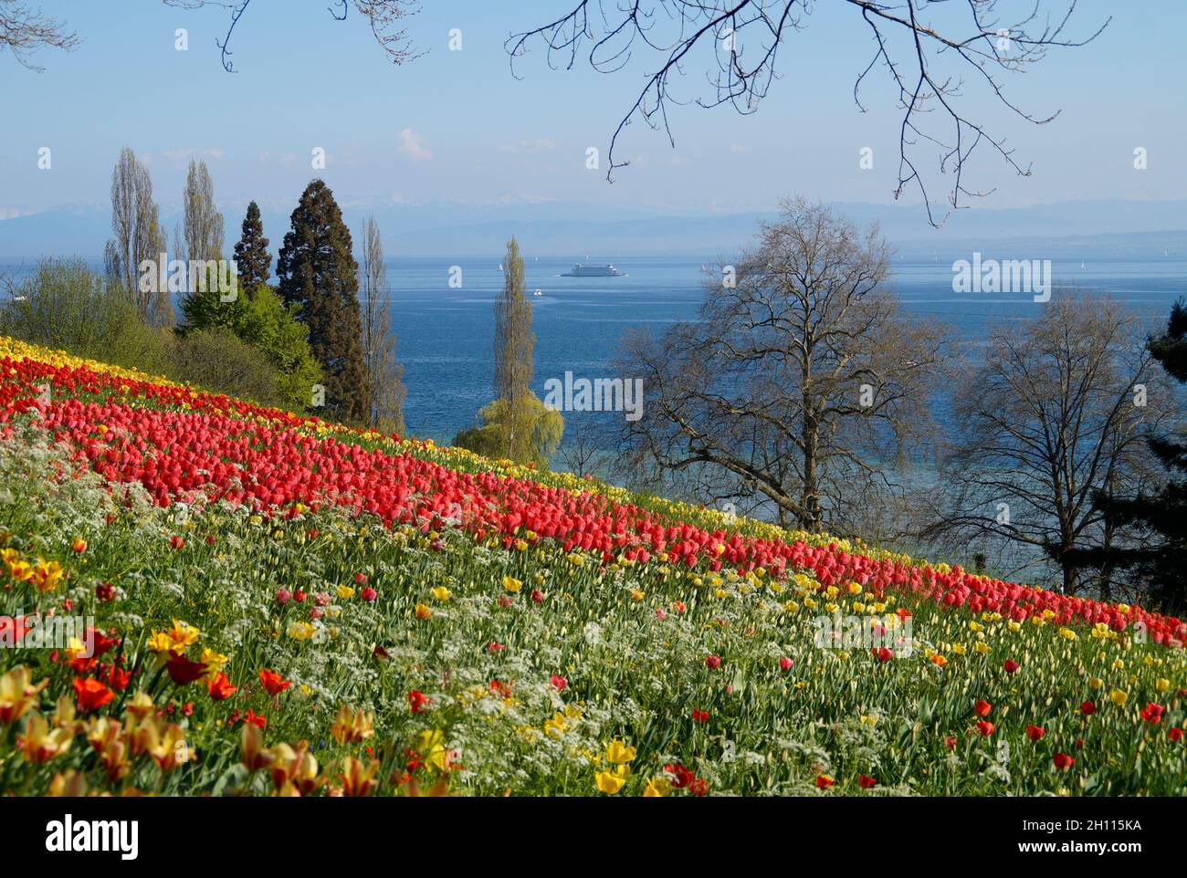 Flower tulips mainau island lake hi-res stock photography and images ...