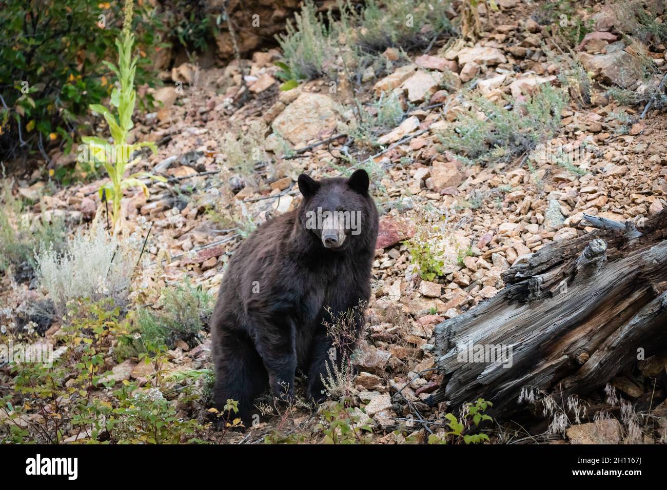 Black bear rocky mountains colorado hi-res stock photography and images ...