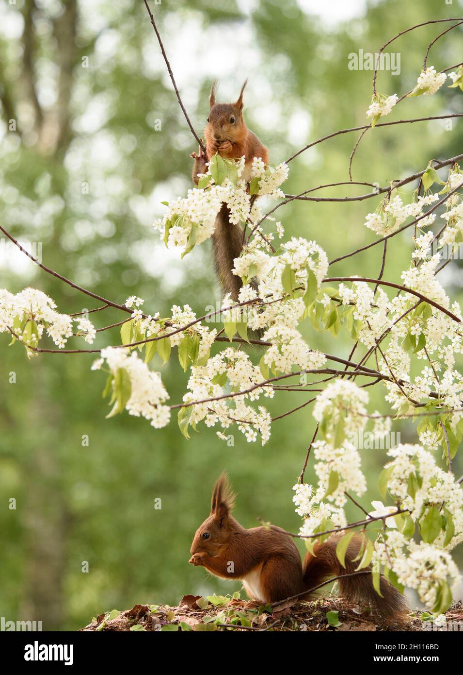 red squirrels are standing on and beneath flower branches Stock Photo ...