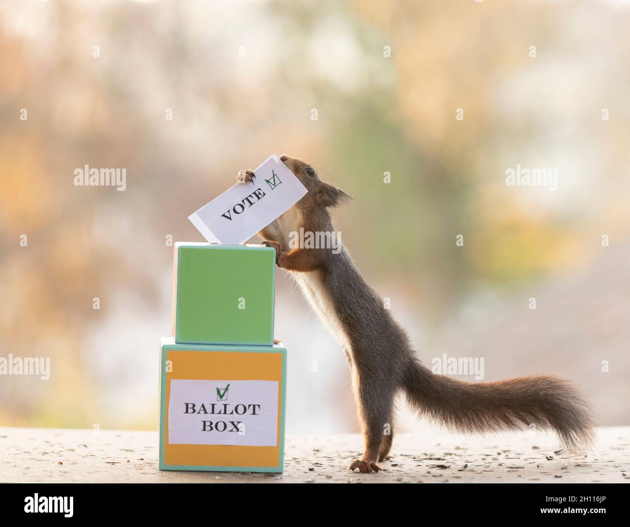red squirrel is holding a voting letter with a ballot box Stock Photo ...