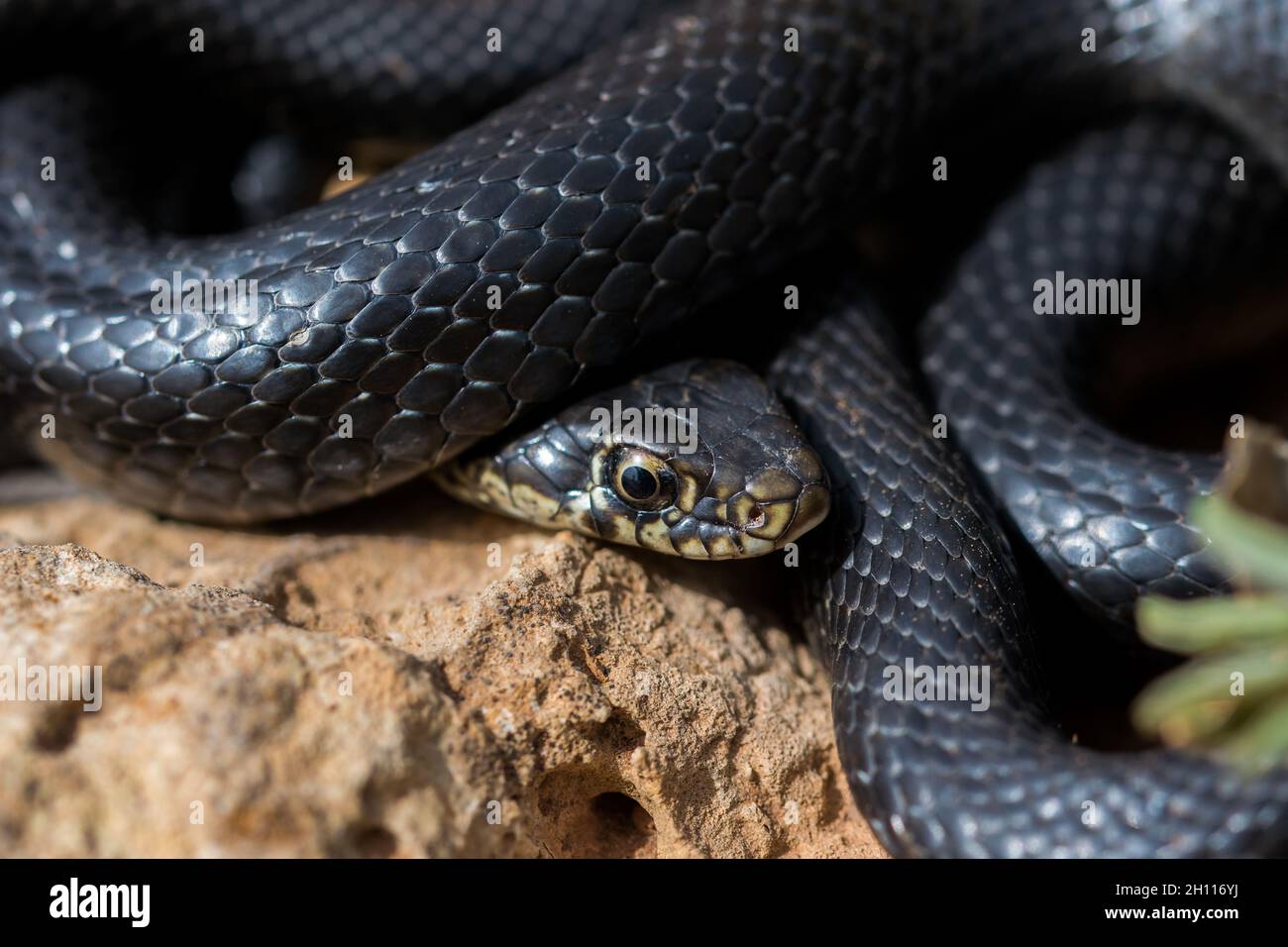Maltese snakes hi-res stock photography and images - Alamy