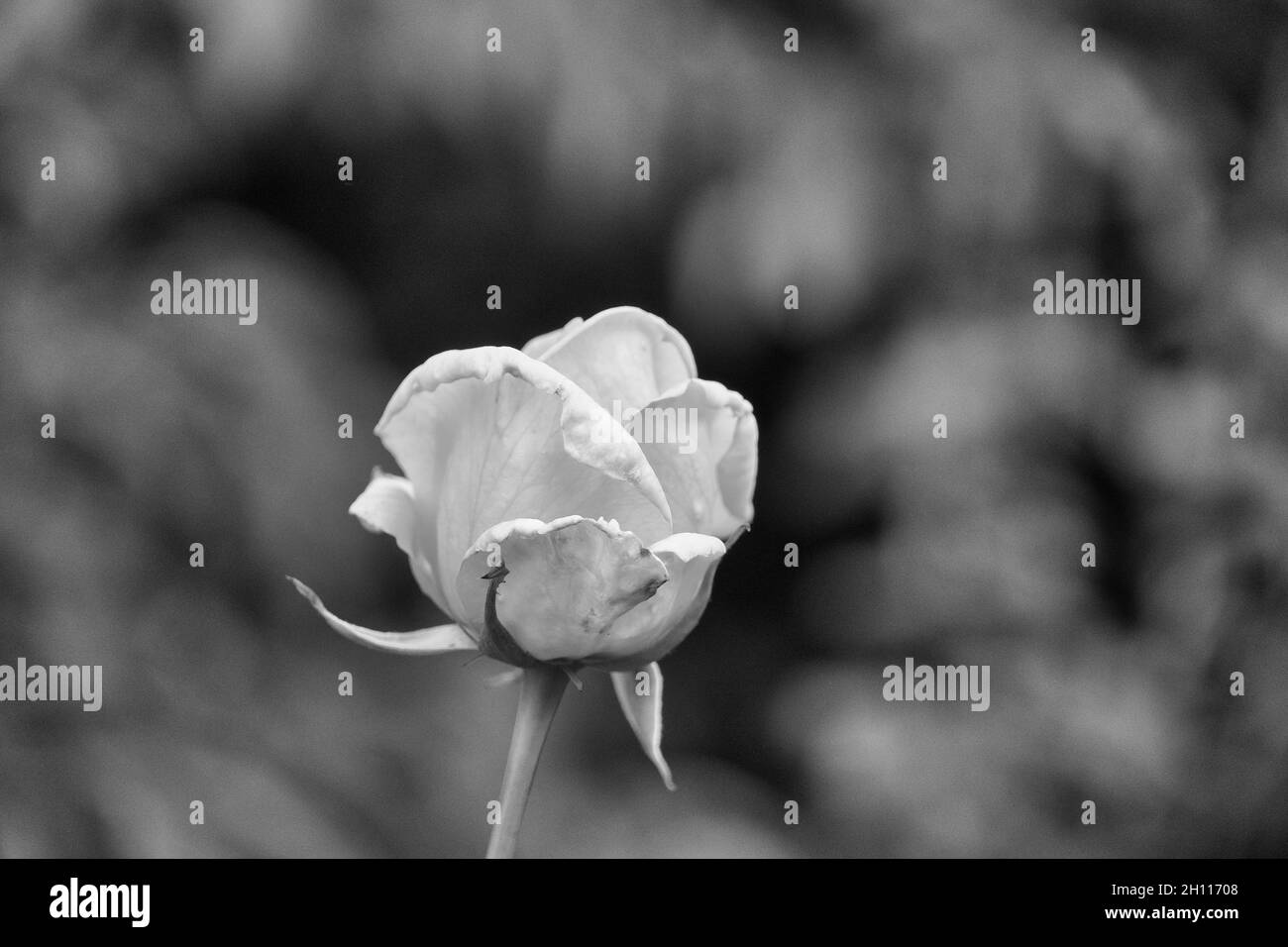 Grayscale closeup of a beautiful rose Stock Photo - Alamy