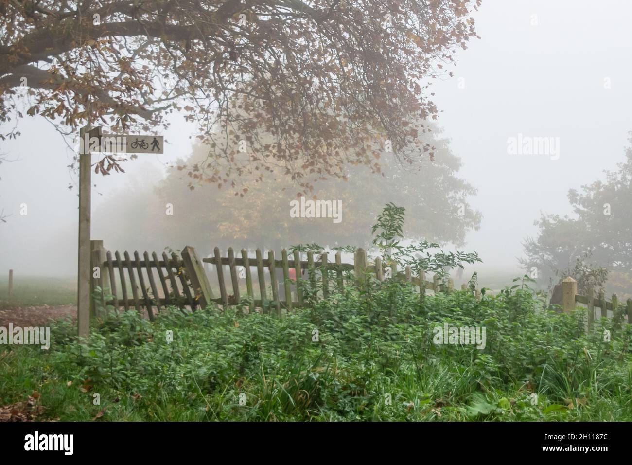 Wooden fence and foliage at park covered in mist during autumn at ...