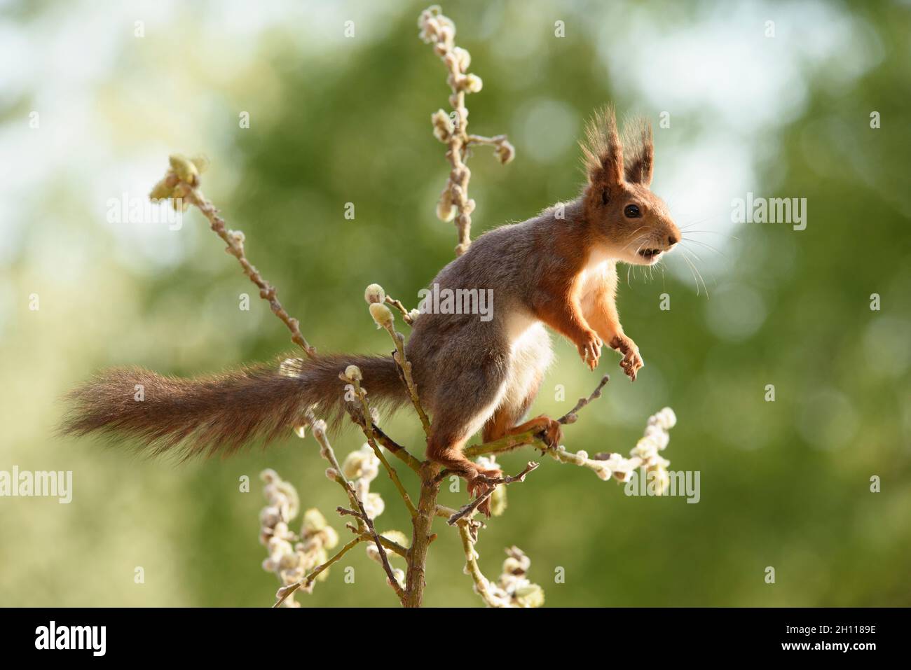 Animal reaching out tree hi-res stock photography and images - Alamy