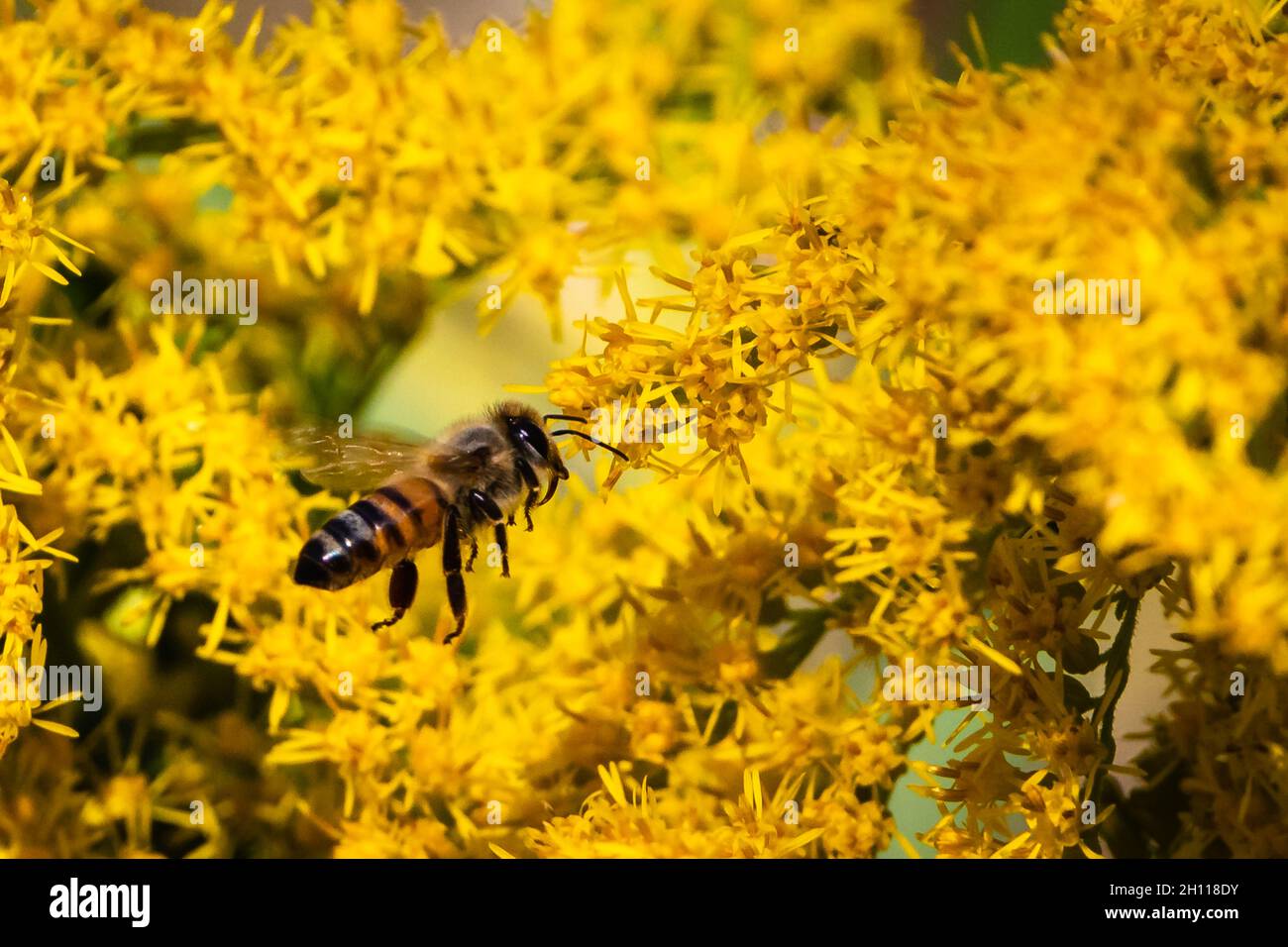 Honey bee up close flying near yellow flowers Stock Photo - Alamy