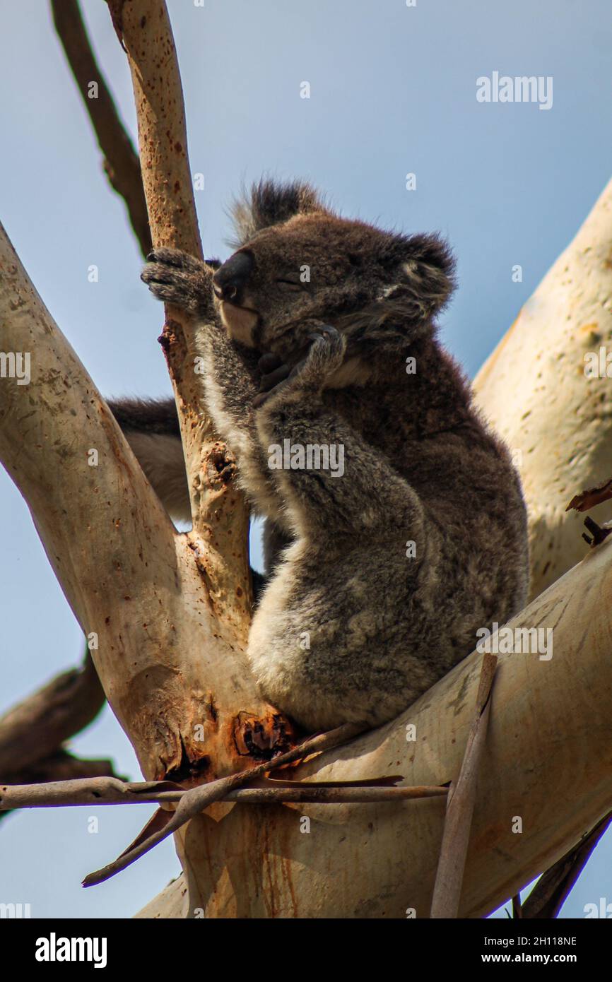 Vertical shot of a koala on a tree scratching itself Stock Photo - Alamy