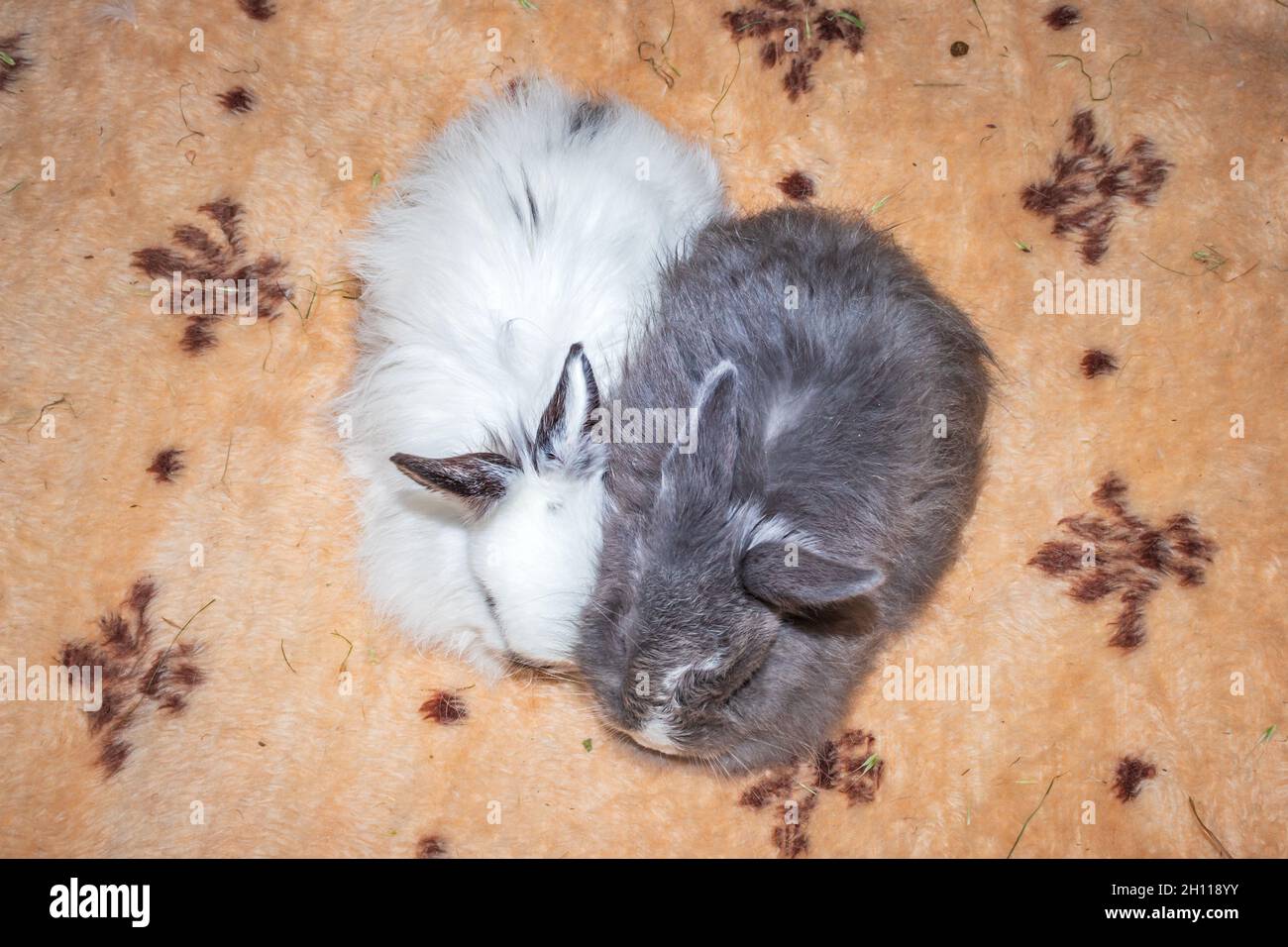 Domestic white and grey baby Jersey Wooly rabbit sleeping, Cape Town ...