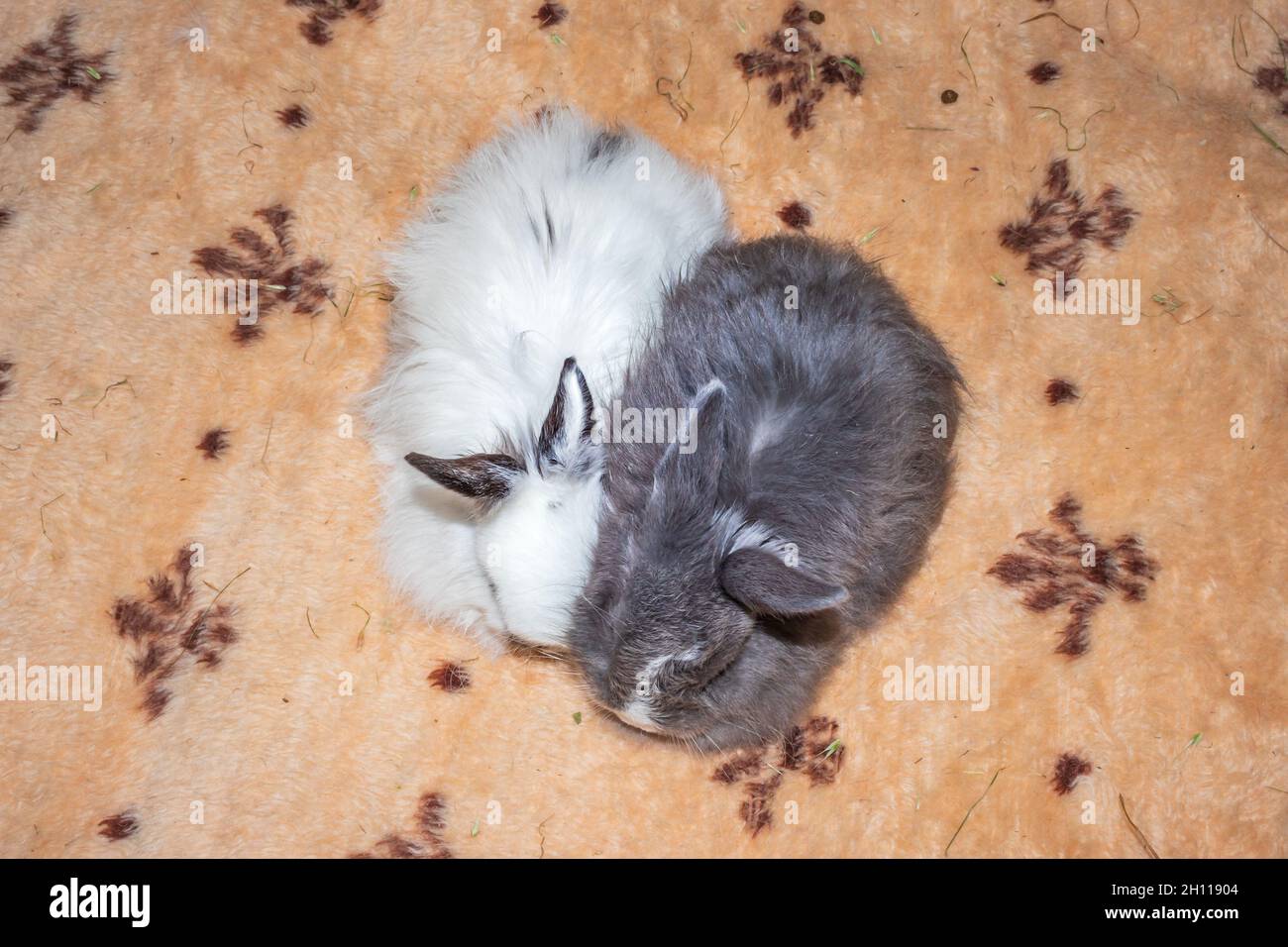 Domestic white and grey baby Jersey Wooly rabbit sleeping, Cape Town ...
