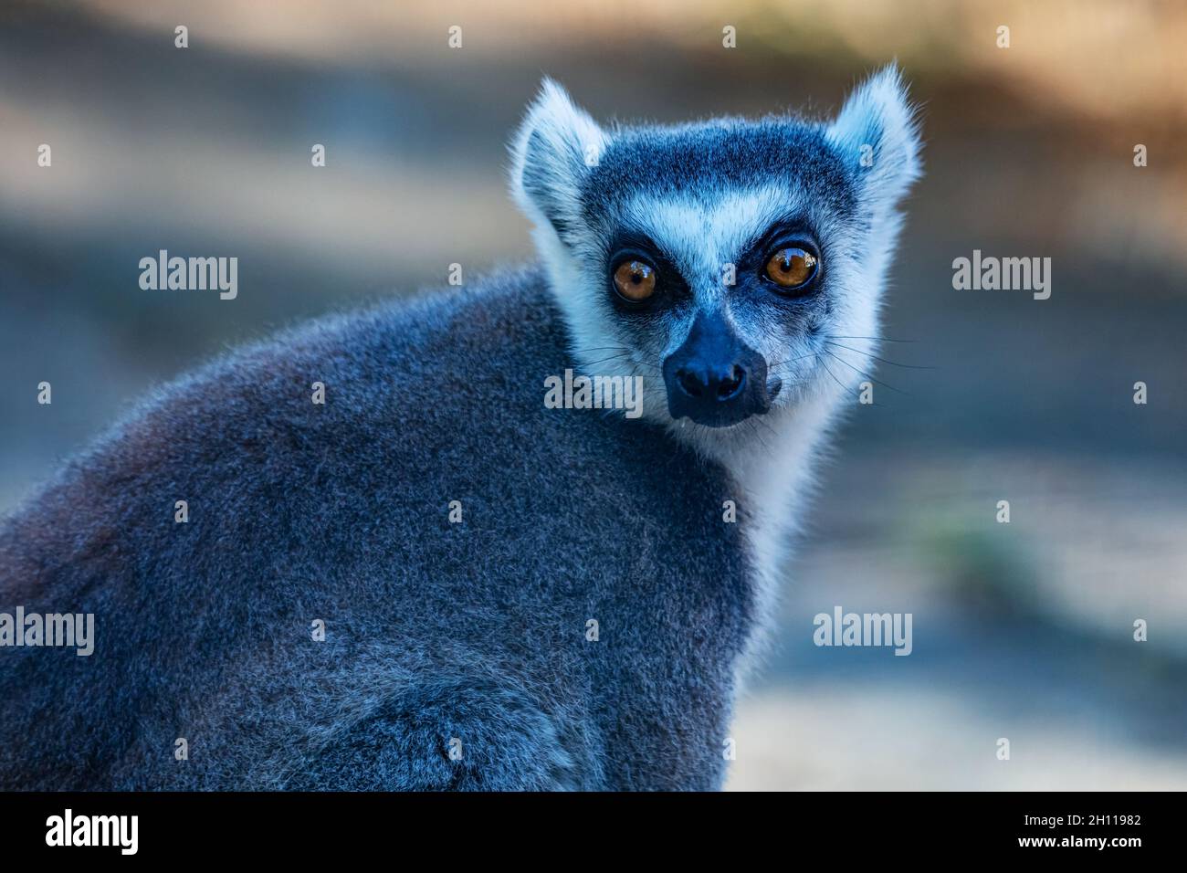 Ring-tailed lemur monkey. Mammal and mammals. Land world and fauna ...
