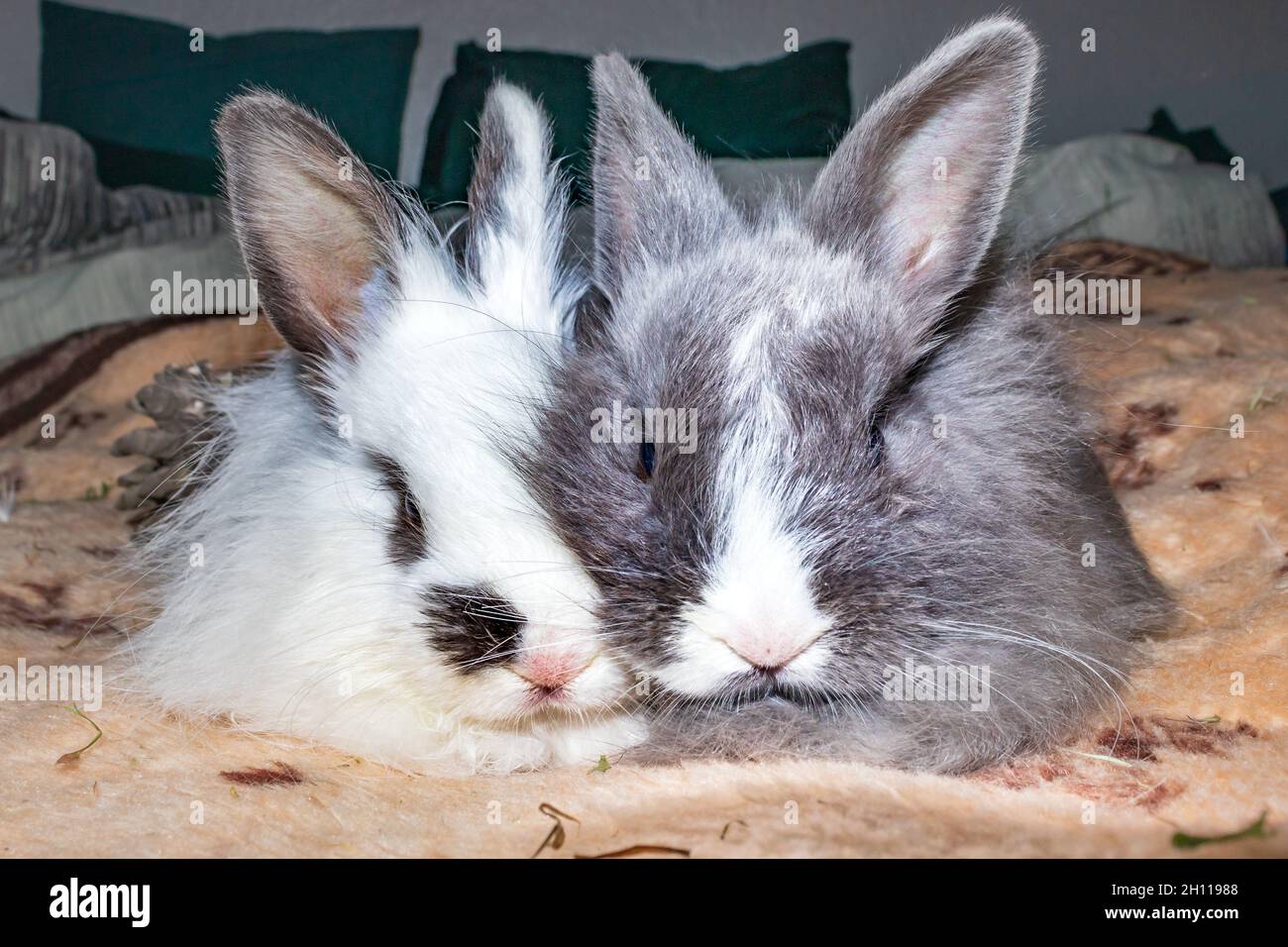 Domestic white and grey baby Jersey Wooly rabbit sleeping, Cape Town ...