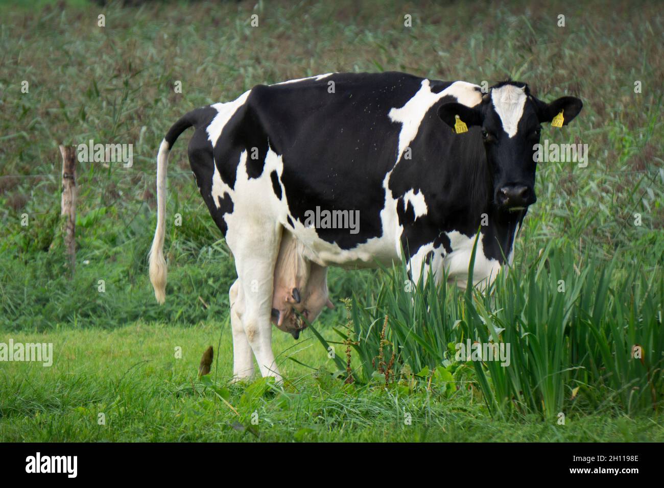 The many multi-colored cows of rural Ireland Stock Photo - Alamy