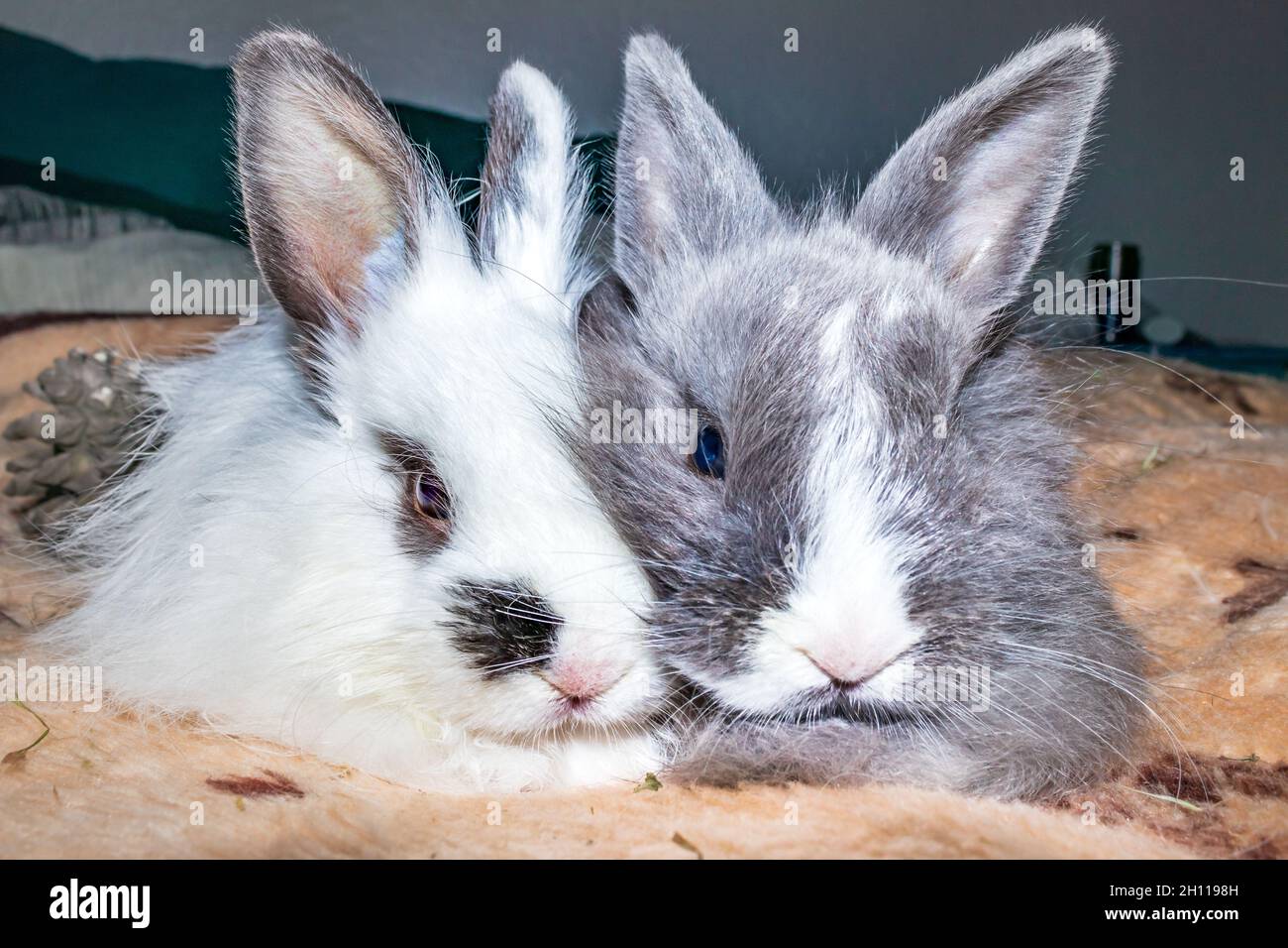 Domestic white and grey baby Jersey Wooly rabbit sleeping, Cape Town ...