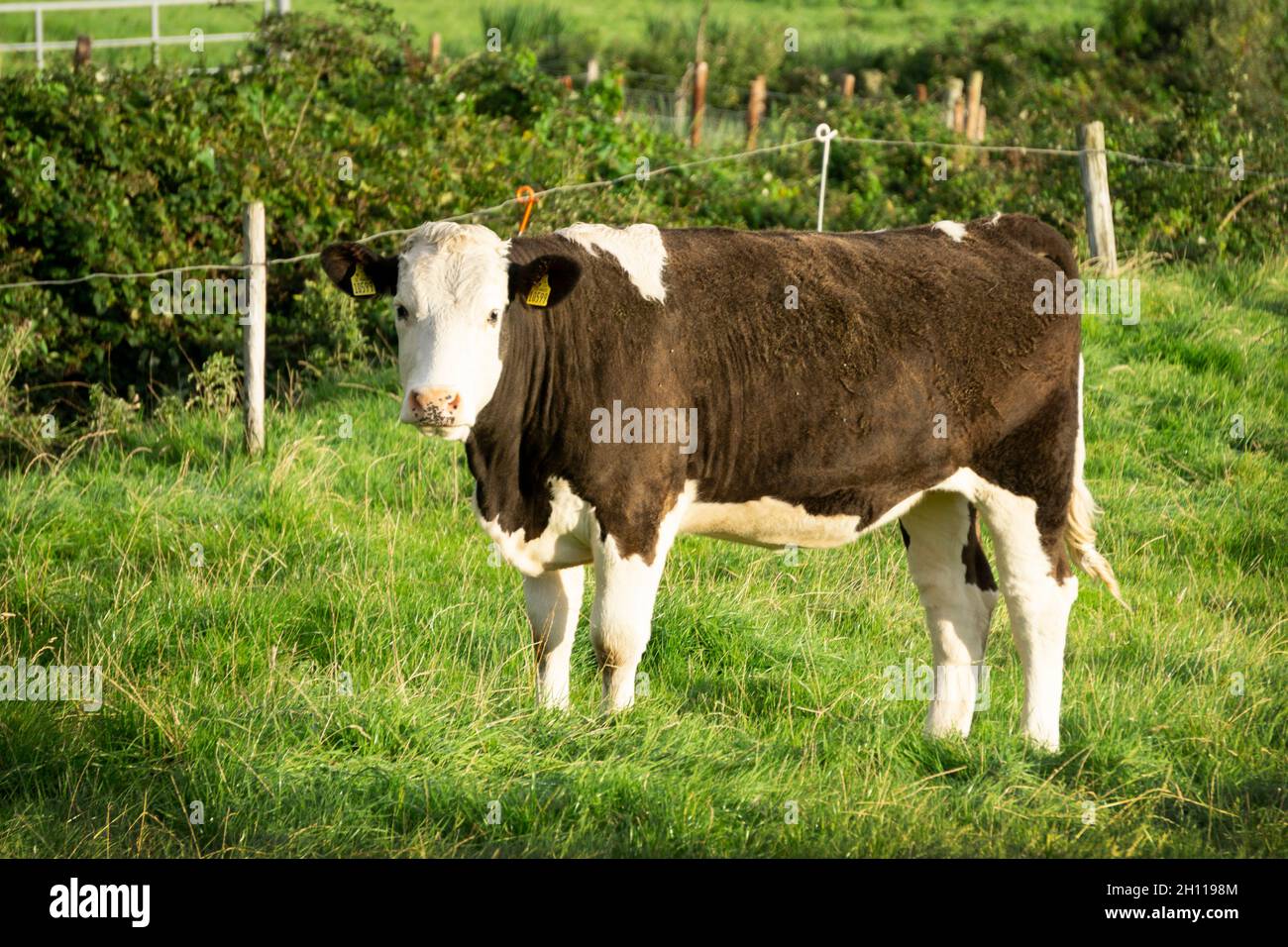 The many multi-colored cows of rural Ireland Stock Photo - Alamy