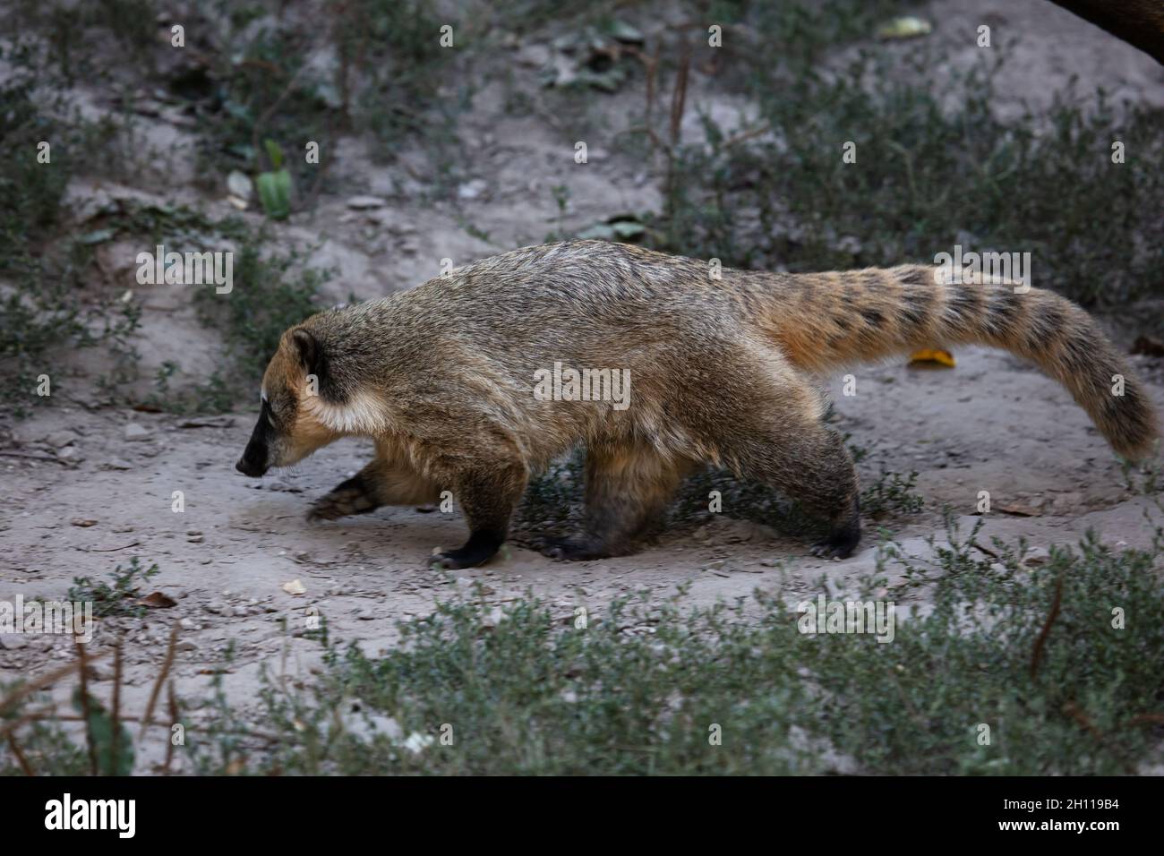 Coati. Mammal and mammals. Land world and fauna. Wildlife and zoology ...