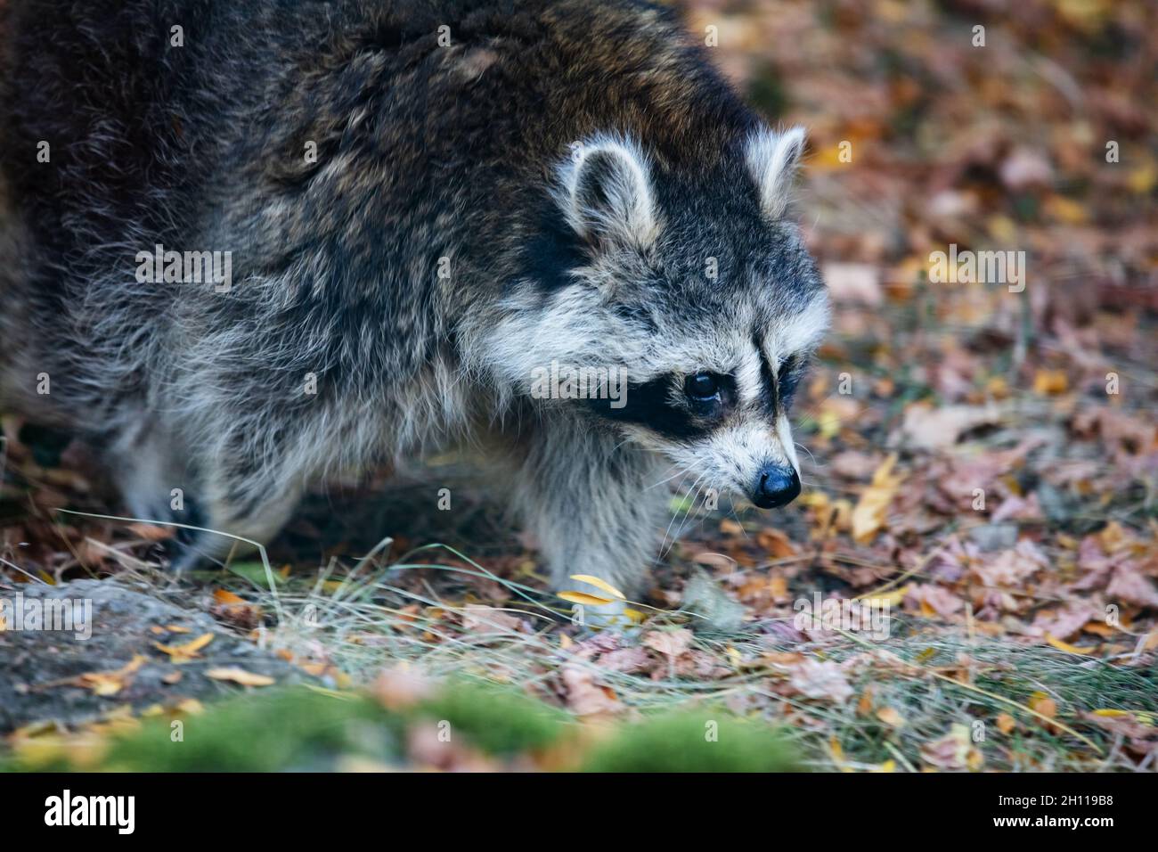 Raccoon. Mammal and mammals. Land world and fauna. Wildlife and zoology ...