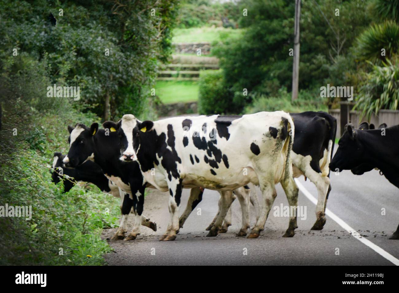 The many multi-colored cows of rural Ireland Stock Photo - Alamy