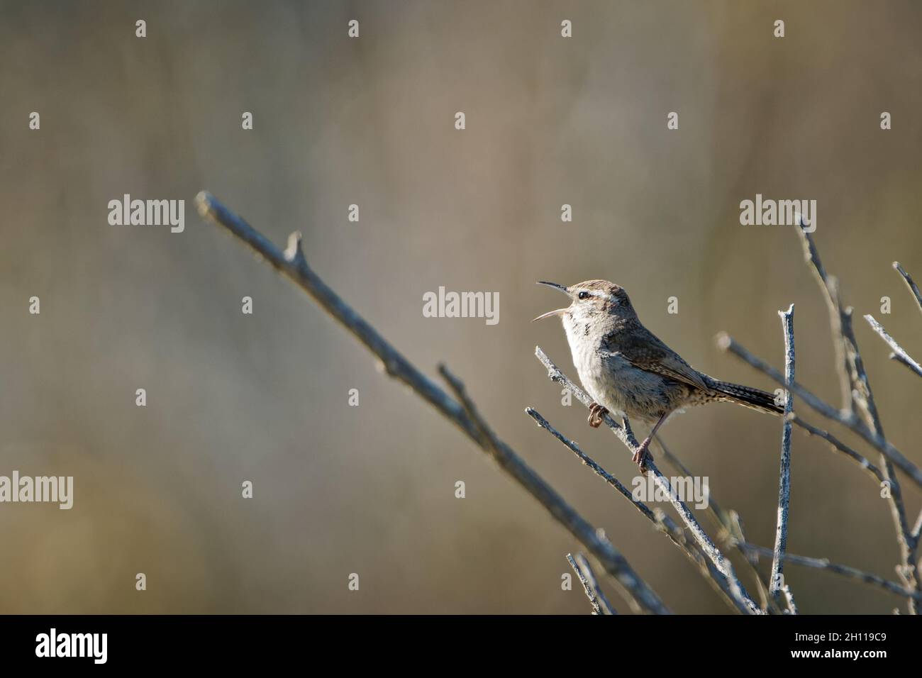 Closeup of a bird on a tree branch on a blury background Stock Photo ...