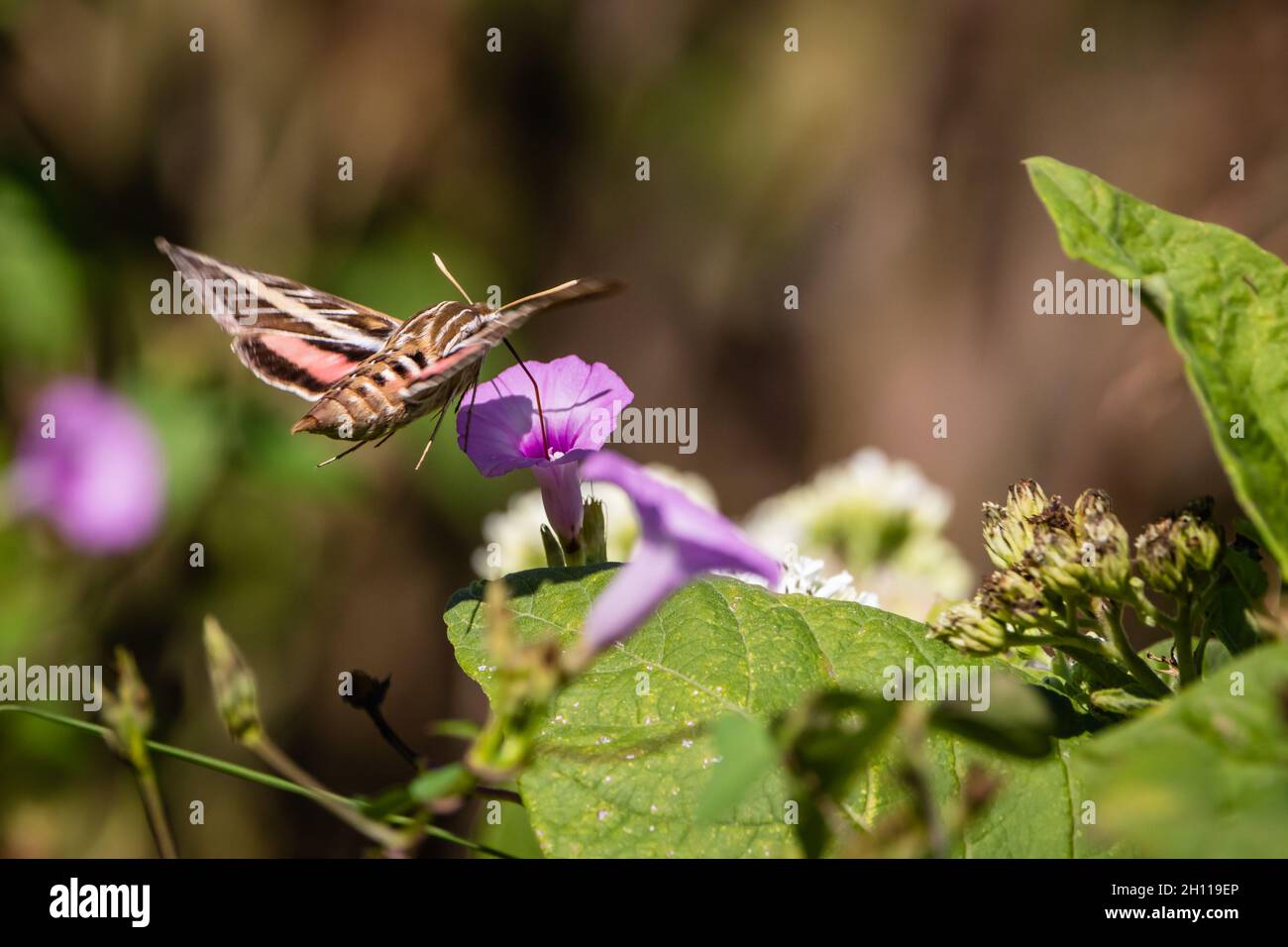 Hummingbird moth feeding hi-res stock photography and images - Alamy