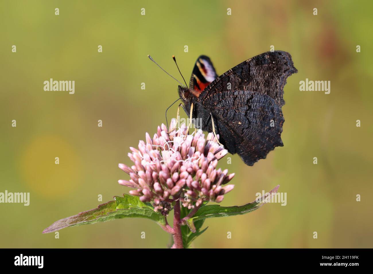 Colorful Butterfly in action Stock Photo - Alamy